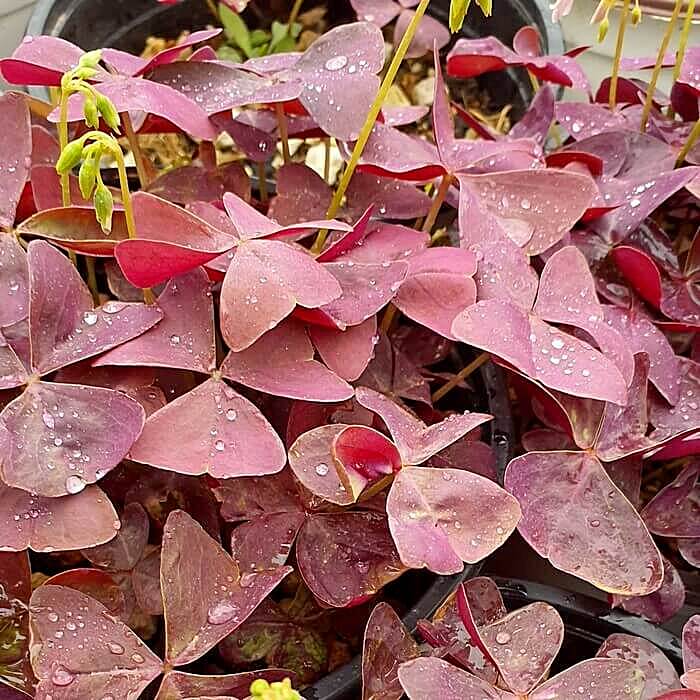 Oxalis triangularis 'Sunny'